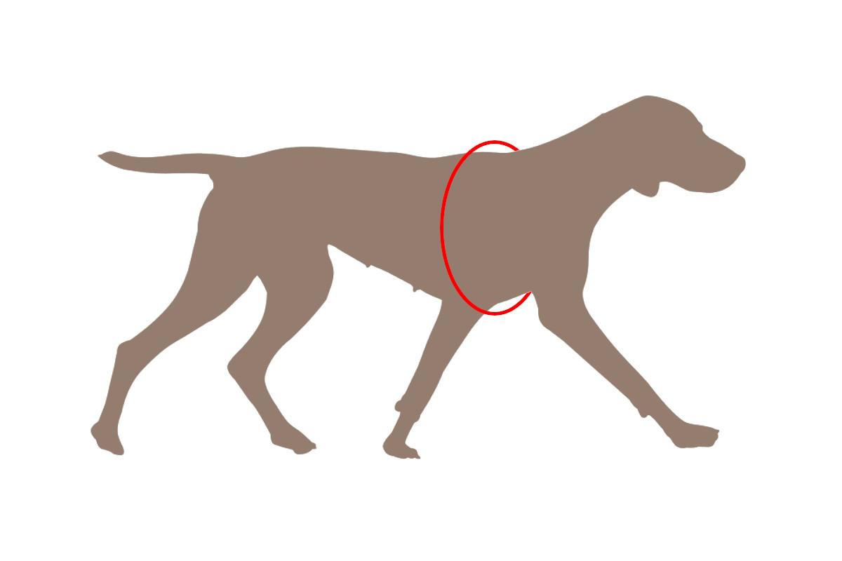 Het beste Y tuig hond. Dit is de keuze van onze redactie in 2023 ...