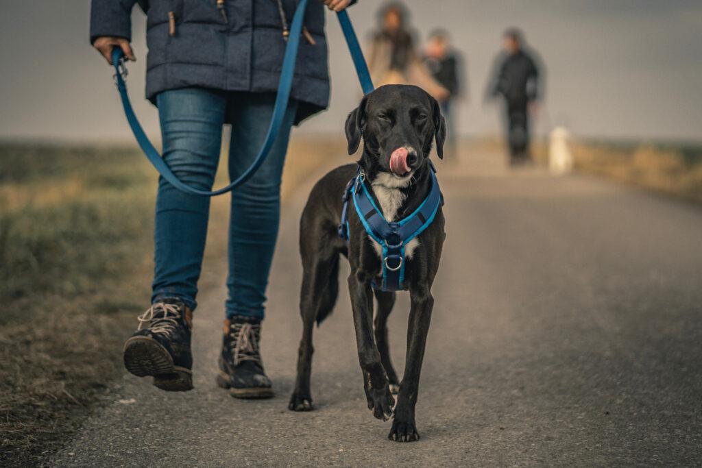 Het beste Y tuig hond. Dit is de keuze van onze redactie in 2023 ...