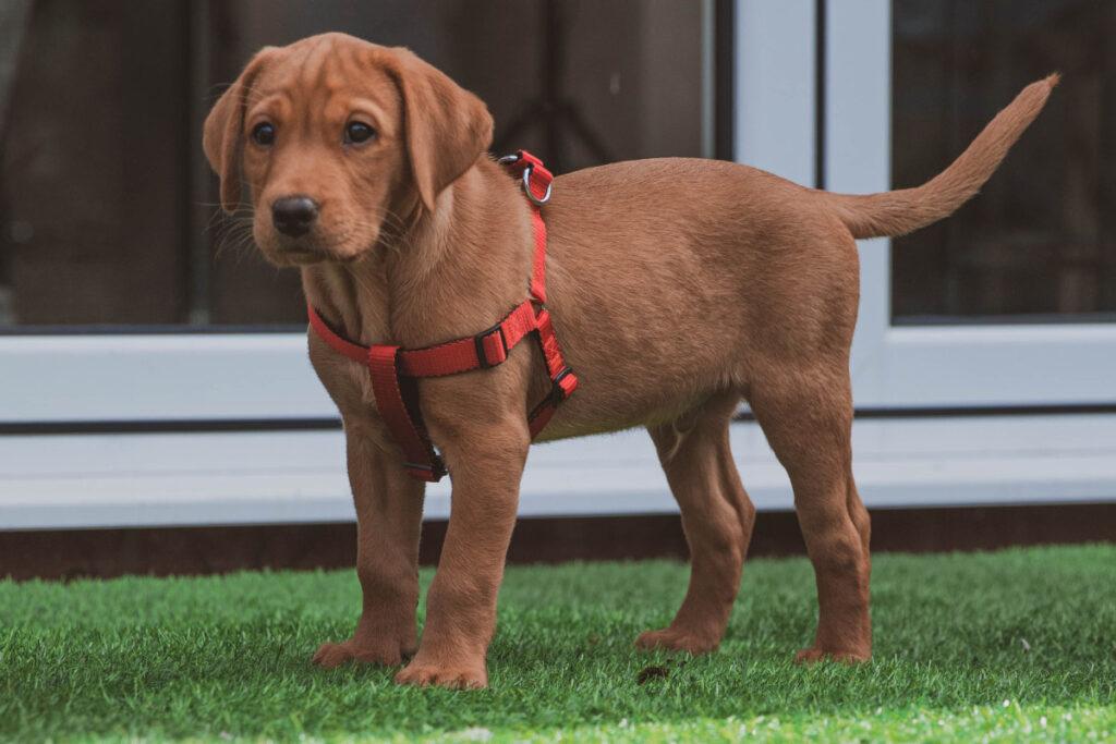 Het beste Y tuig hond. Dit is de keuze van onze redactie in 2023 ...